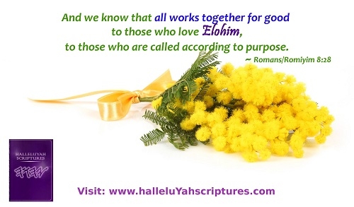 Share The Word | HalleluYah Scriptures